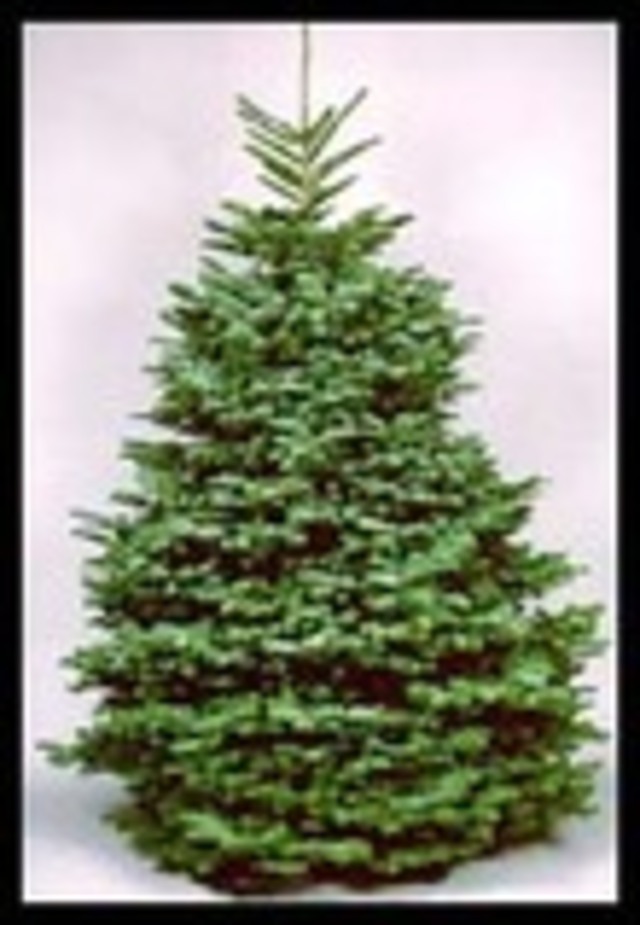 One Two Tree | DCist