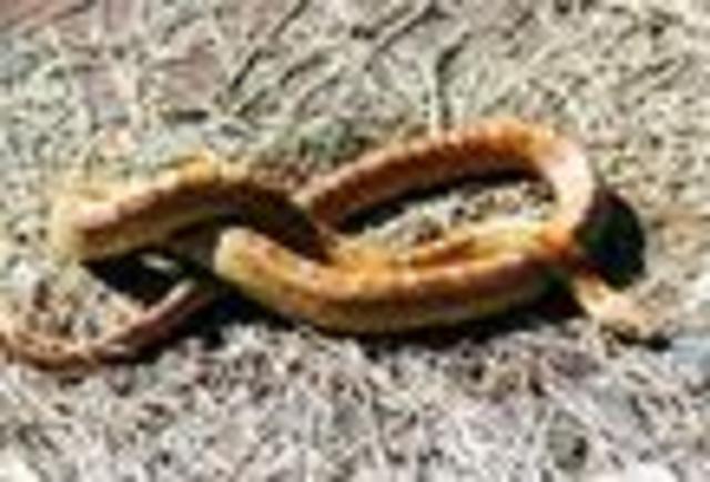 Snake Troubles at The Towers? | DCist