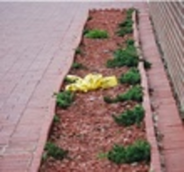 Shaw Gangs Agree To Truce | DCist