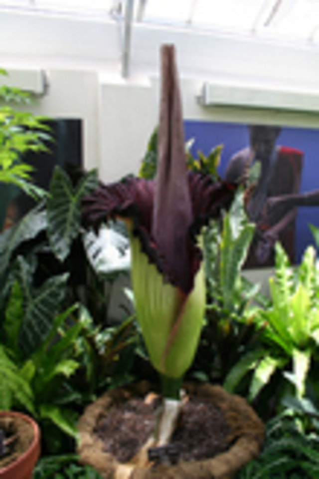 The Rotting Bouquet of Summer | DCist