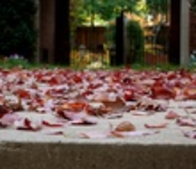 It's Fall Leaf Collection Time | DCist