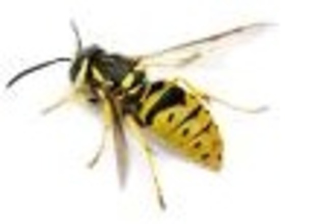 Second Yellow Jacket Attack at Rock Creek Nature Center | DCist