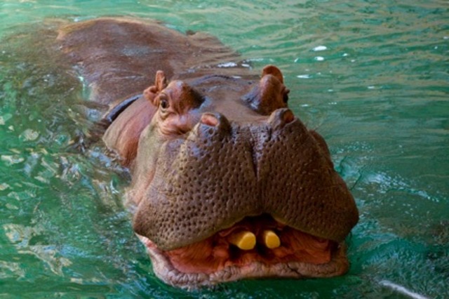 'Happy' the Hippo Leaves National Zoo Without Saying Goodbye | DCist
