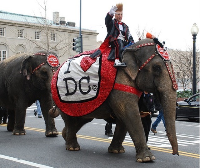 Elephant Walk Set for this Afternoon | DCist
