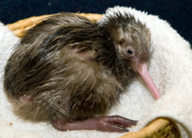 Rare Bird Born at National Zoo | DCist