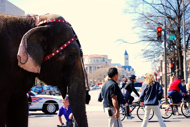 Elephant March Returns This Afternoon | DCist