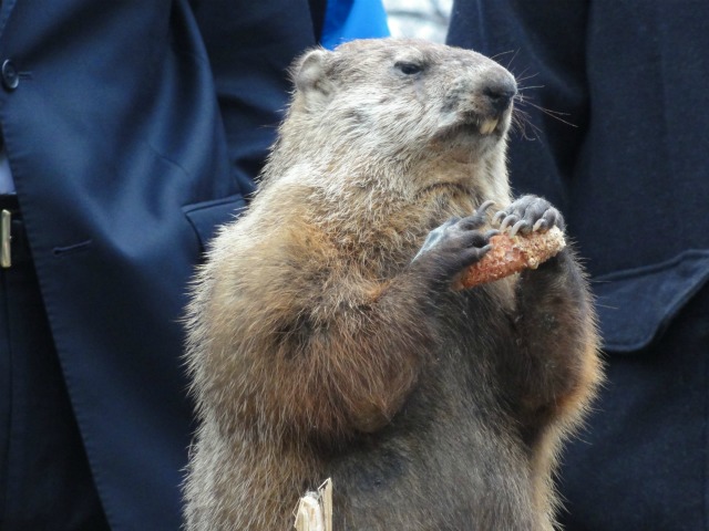 Potomac Phil Predicts Another Six Weeks of Balmy Winter | DCist