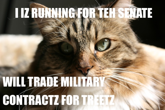 I Can Haz Senate Seat? Cat Running for Open Senate Seat in Virginia | DCist