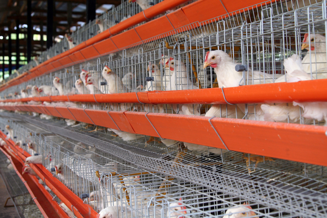 Maryland Man Charged in Deaths of 70,000 Chickens | DCist