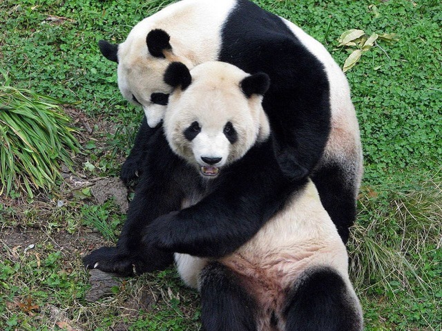 Panda Fans Launch Petition to Keep Clueless Breeders at National Zoo ...