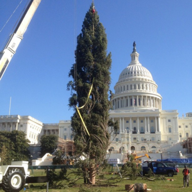 U.S. Capitol Christmas Tree Arrives | DCist