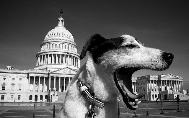 Go Home Already: Yawn | DCist