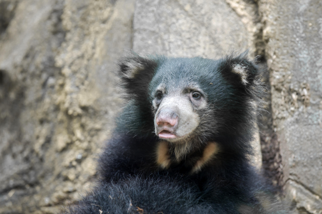 Meet Hank, the National Zoo's New Sloth Bear Cub | DCist