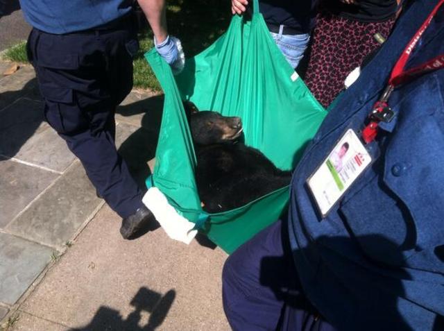 Bear Captured in Northwest D.C. | DCist