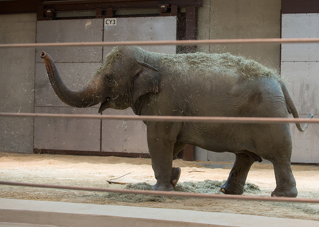 Photos: Bozie the Elephant Makes Her Debut at National Zoo | DCist