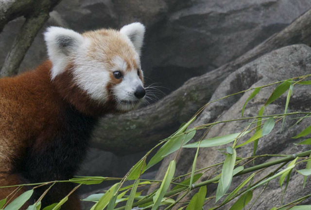 Rusty the Red Panda Is Back in His Exhibit, Probably Plotting Another ...