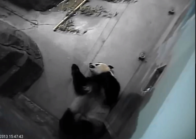 National Zoo's New Panda Cams Offer Upgraded Views of Dull, Sexless ...
