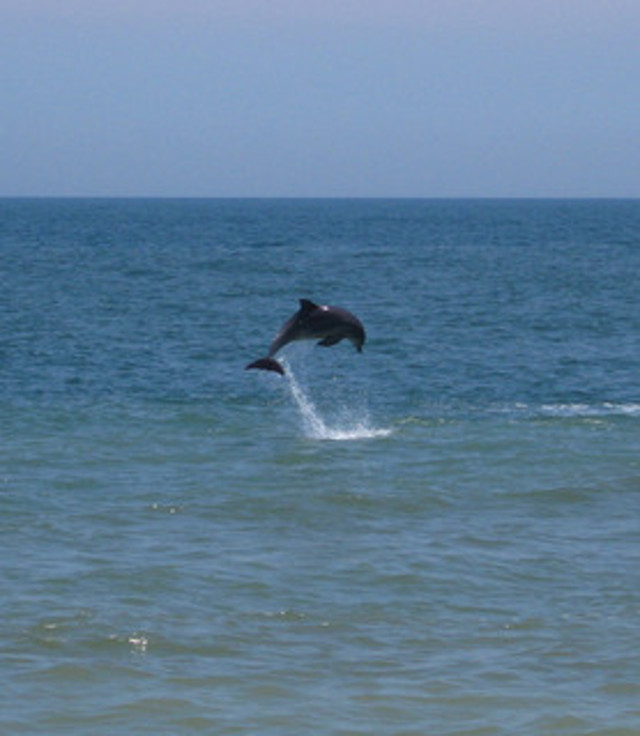 Smithsonian Scientist Joins Probe Into Disturbing Dolphin Deaths | DCist