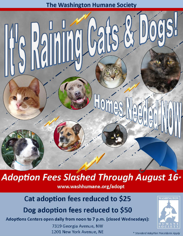 Washington Humane Society Lowers Adoption Fees After Taking In Almost ...