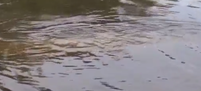 Video: There's a Manatee Swimming Around in Virginia | DCist