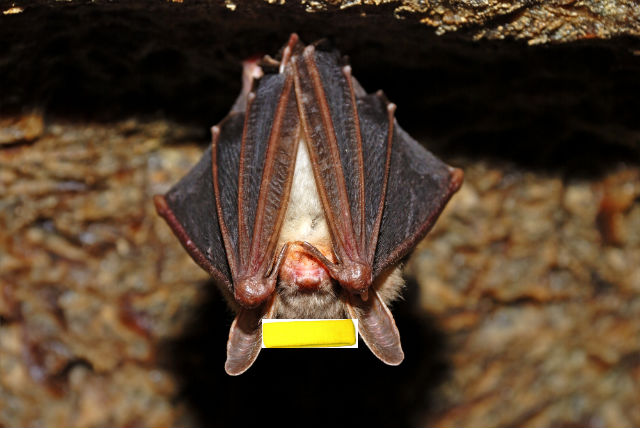 Sweatband Mistaken For A Bat? It Happens More Than You Think | DCist