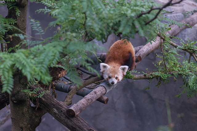 Rusty the Red Panda in Good Condition Following Capture, But Zoo Still ...