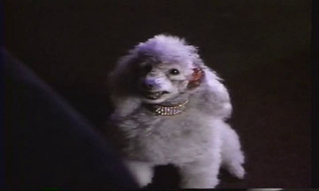 Popcorn & Candy: Zombie Poodle Edition | DCist