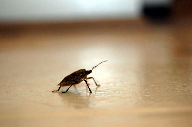 You May Be Seeing (And Smelling) Fewer Stink Bugs Thanks To The Polar ...