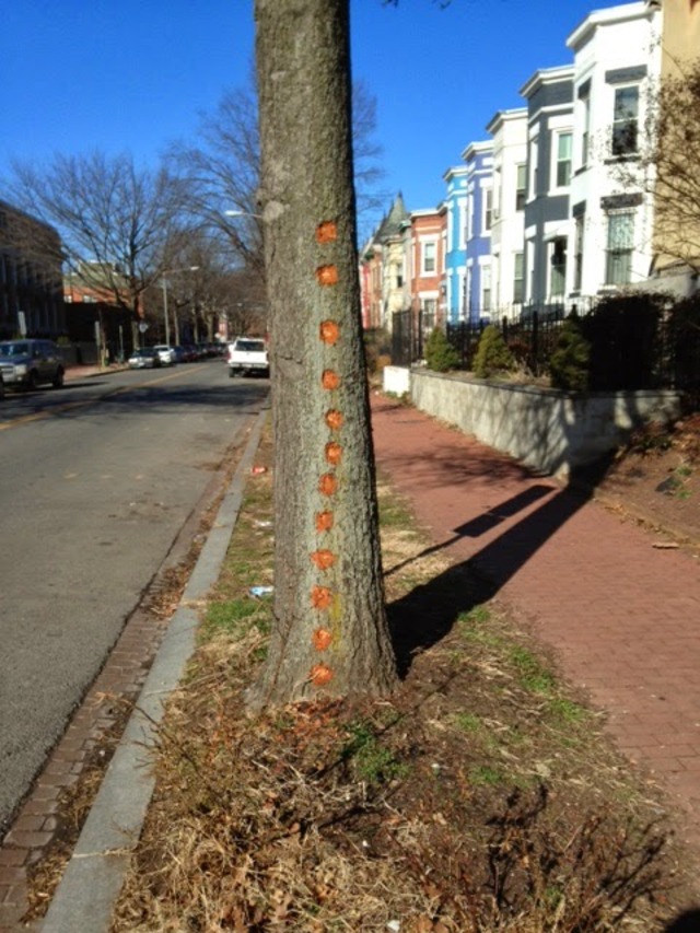 Alleged Tree Vandal Damaged More Than 750 Trees In Northwest D.C. | DCist