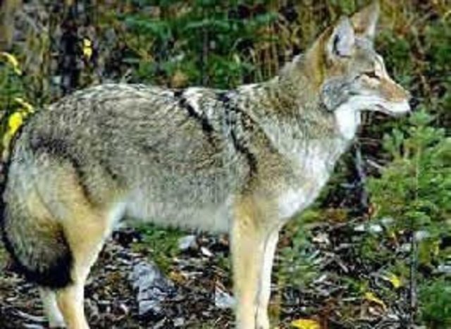 Coyotes on the Prowl in Virginia and Maryland | DCist