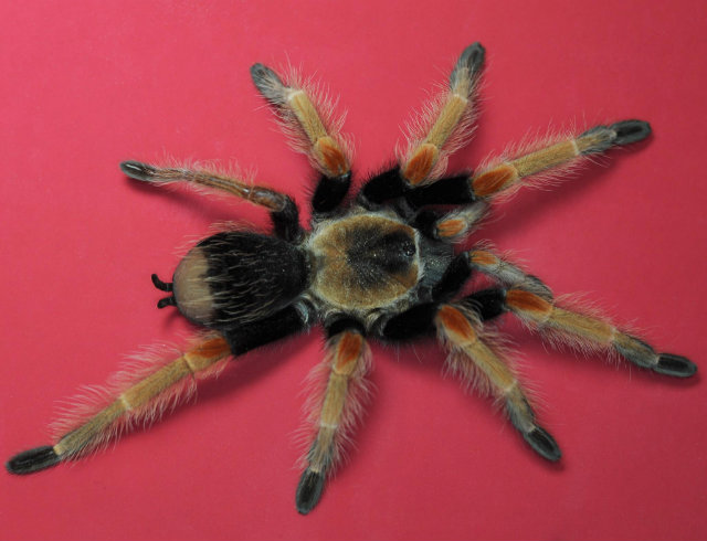 Vote To Name Smithsonian Insect Zoo's Three New Tarantulas | DCist