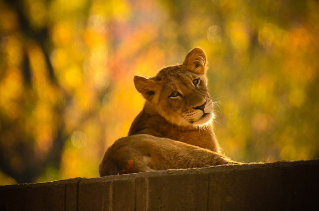 Morning Roundup: Golden Cub Edition | DCist