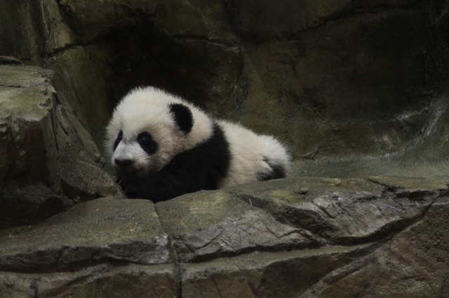 Tired Baby Panda