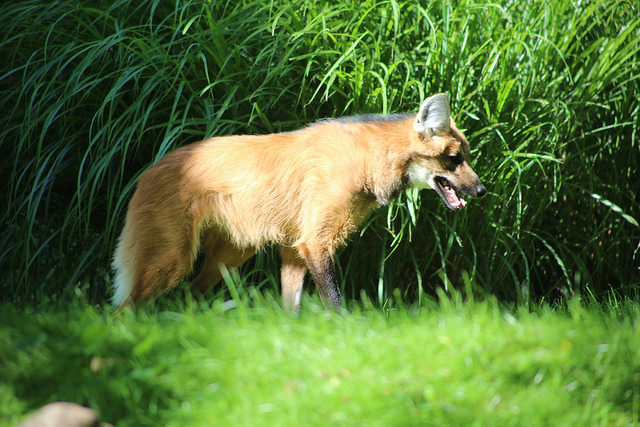 Video: National Zoo Welcomes Two New Maned Wolves | DCist