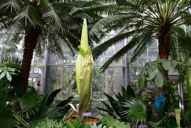 Photos, Livestream: 'Diva' Corpse Flower Days Away From Assaulting ...
