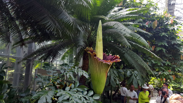 The Corpse Flower's Stench Is Returning To D.C., And There Are Three ...