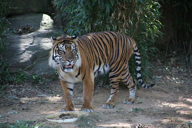 Meet Sparky, The New Sumatran Tiger At The National Zoo | DCist