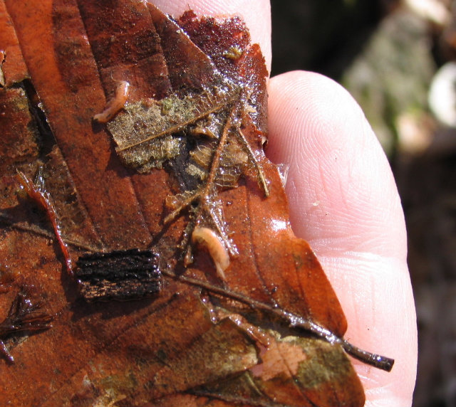 Another Local Amphipod Might Be Added To The Endangered Species List ...