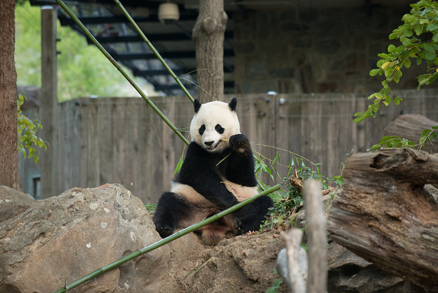 Here's How You Can Say Bye Bye To Giant Panda Bao Bao | DCist