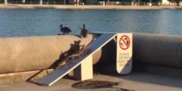 Watch: Ducks Conquer The Capitol Reflecting Pool Ramp | DCist