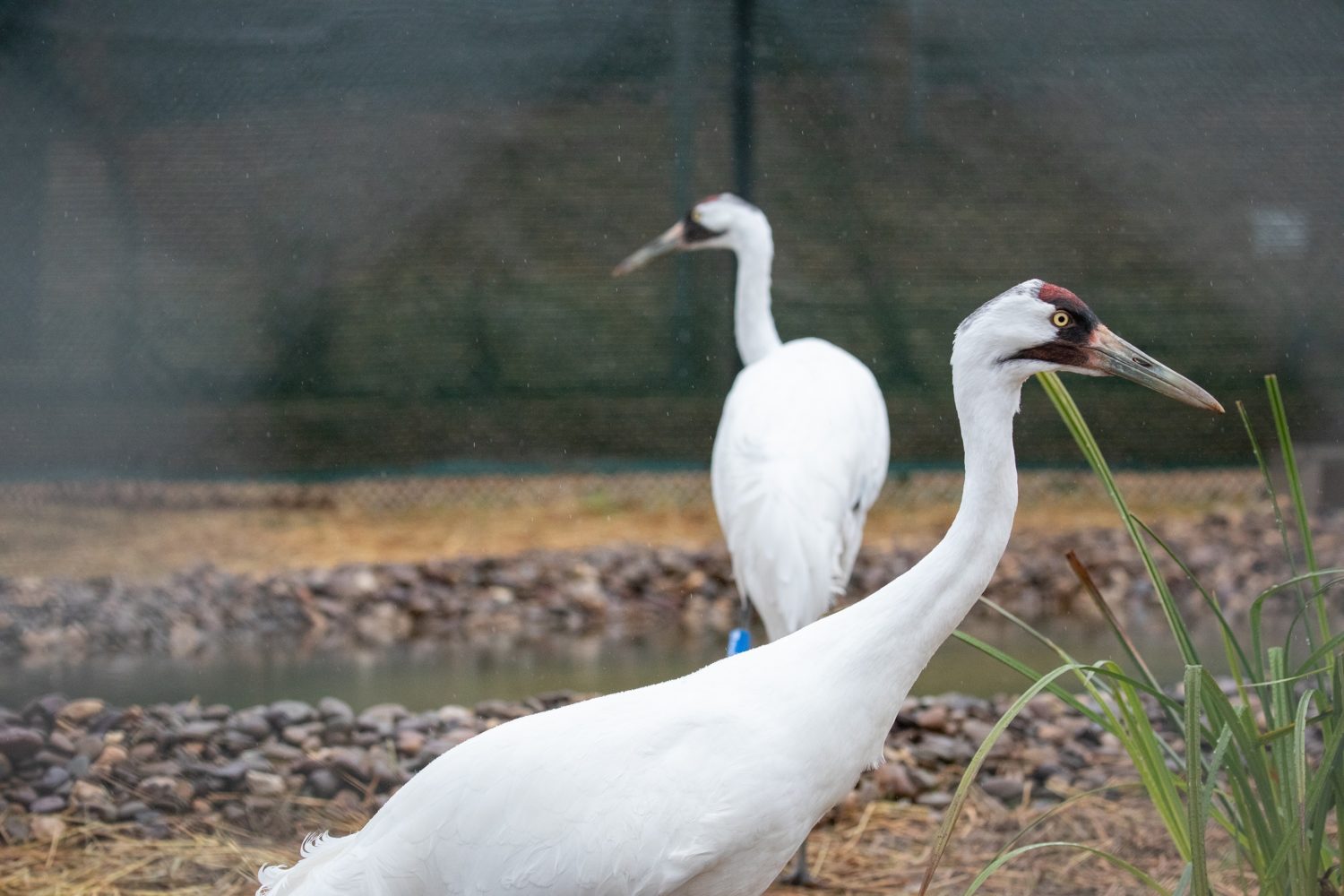 Whooping Crane Bird Whooping Crane Spotted In Steuben | News