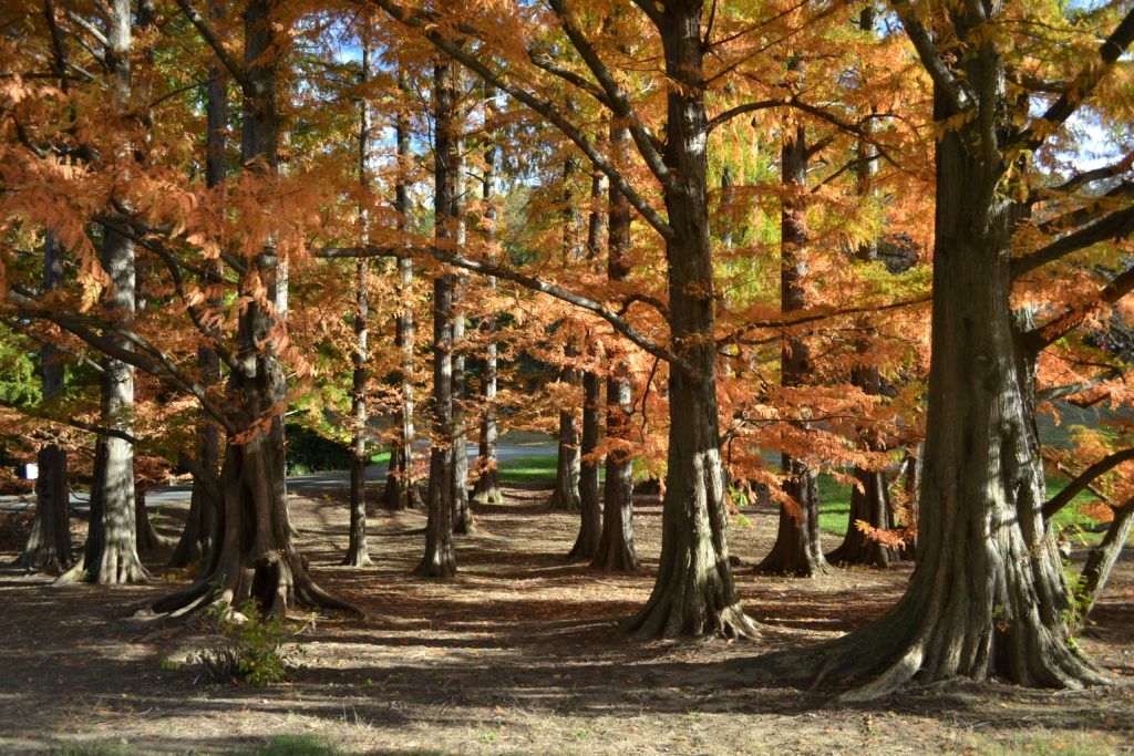Where To Find The Most Unusual Trees In D.C. | DCist