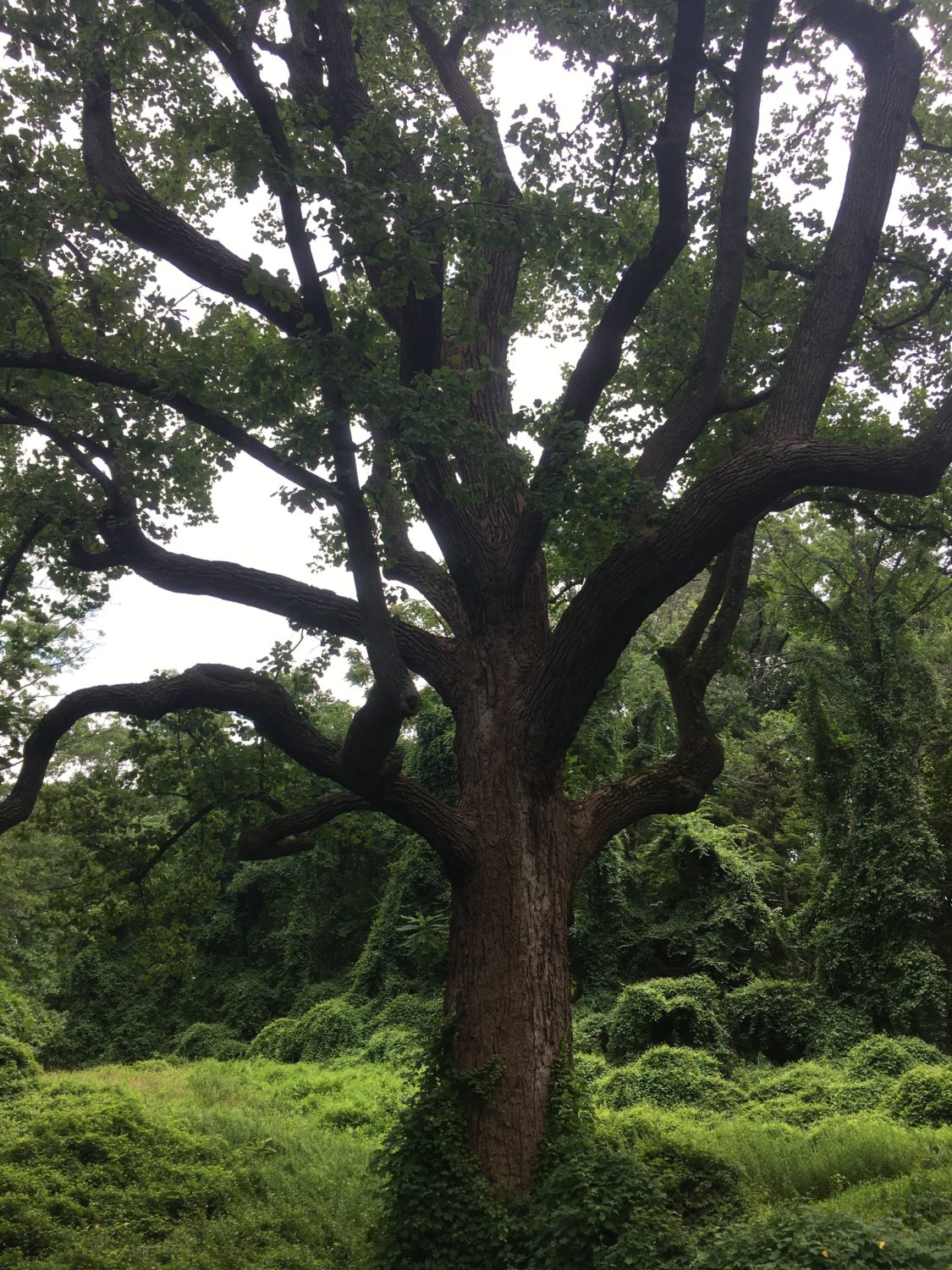 Where To Find The Most Unusual Trees In D.C. | DCist