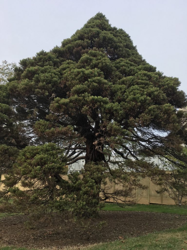 Where To Find The Most Unusual Trees In D.C. | DCist