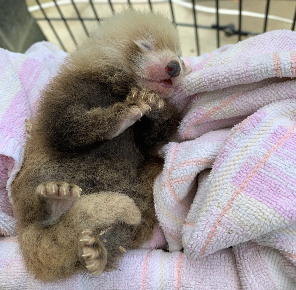 Meet The Newborn Red Panda Cub At The Smithsonian | DCist