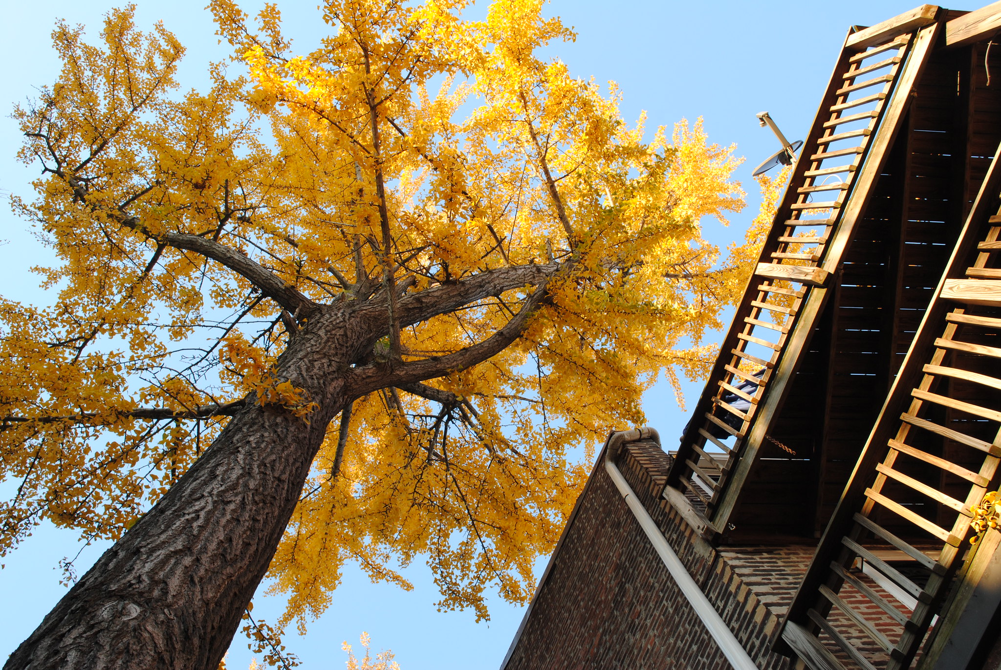 That Special Day When All The Ginkgo Tree Leaves Fall | DCist