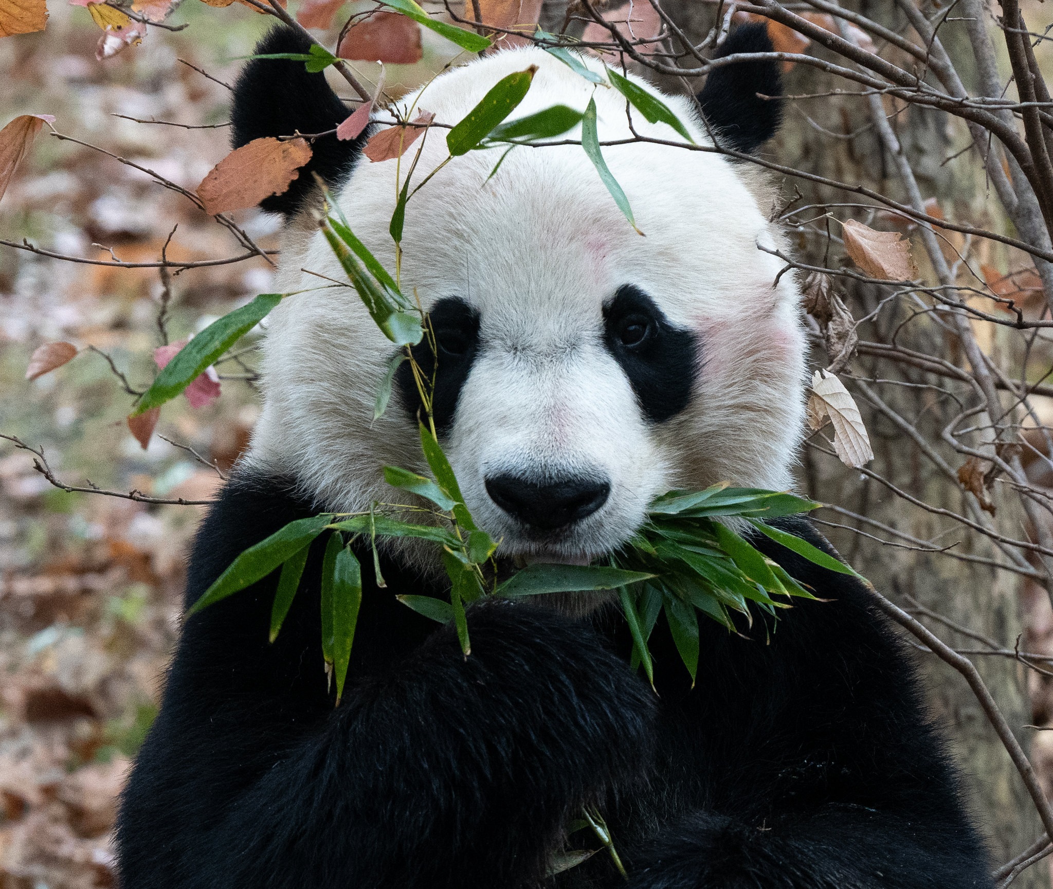 Naps, Snacks, And ... More Snacks: Behind The Scenes Of Bei Bei's Trip ...