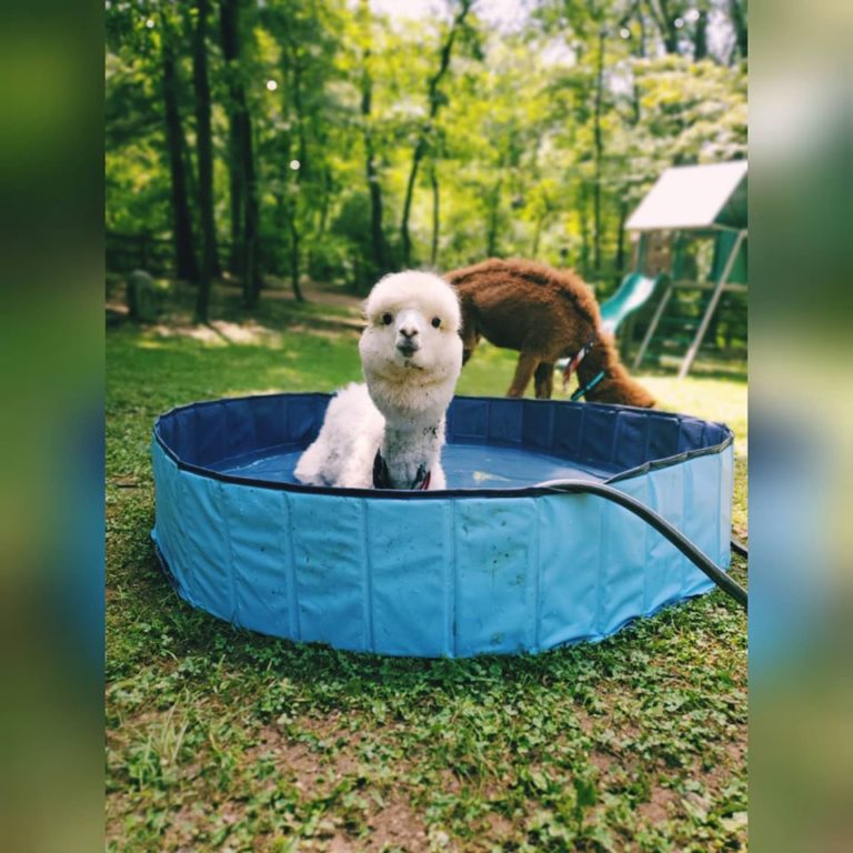This Virginia Woman’s New Business Brings Alpacas Right To Your Door ...