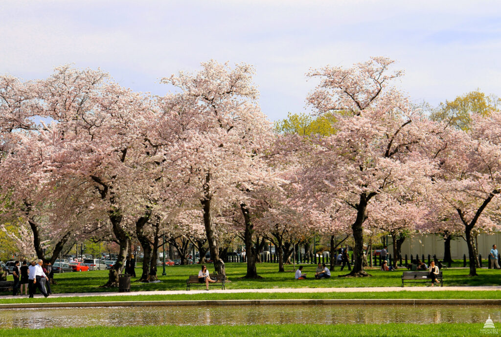 DC's Cherry Blossoms Have Reached Peak Bloom | DCist