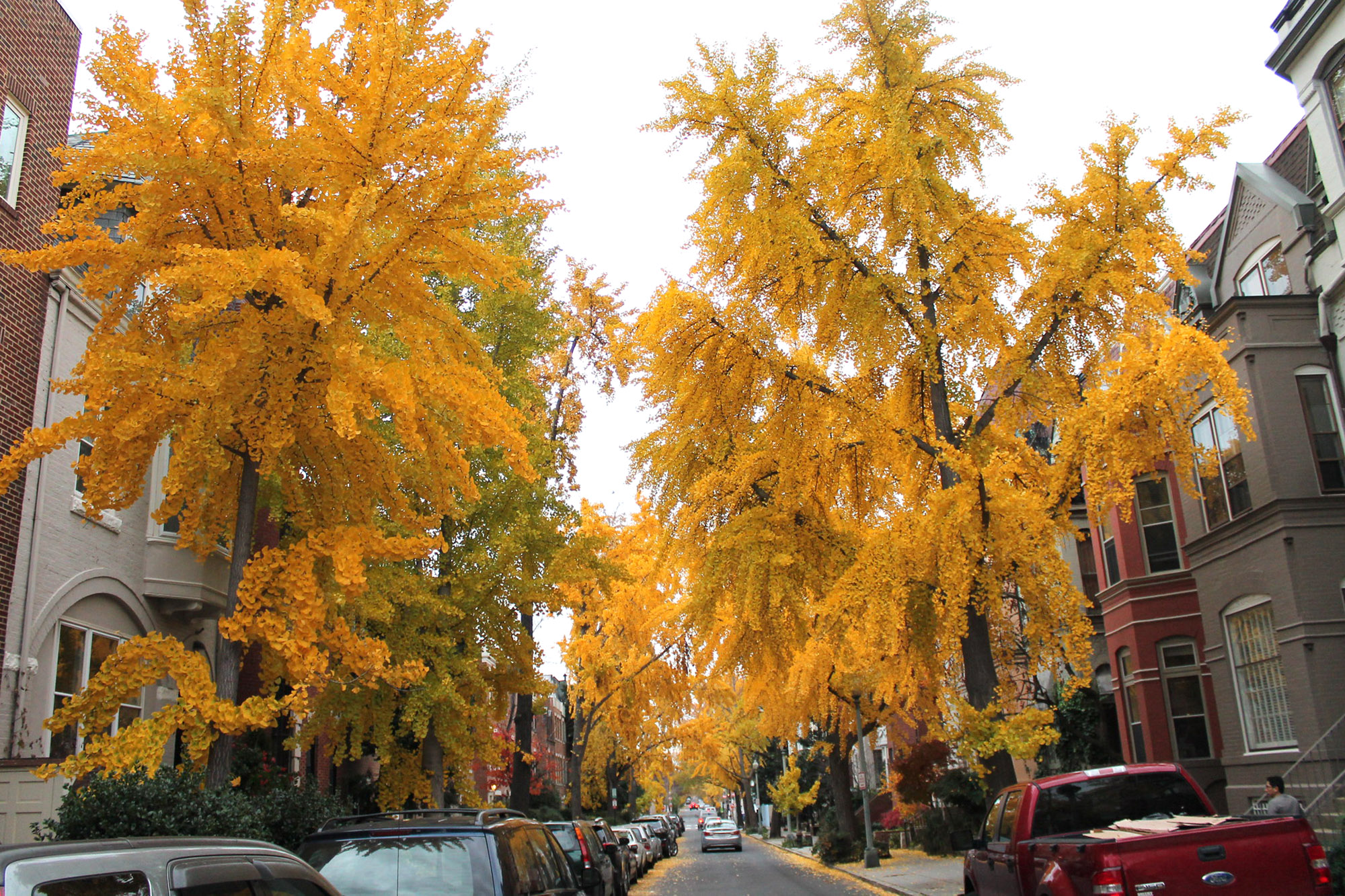 D.C. Is Spraying Gingko Trees This Week To Prevent Vomit Stench | DCist